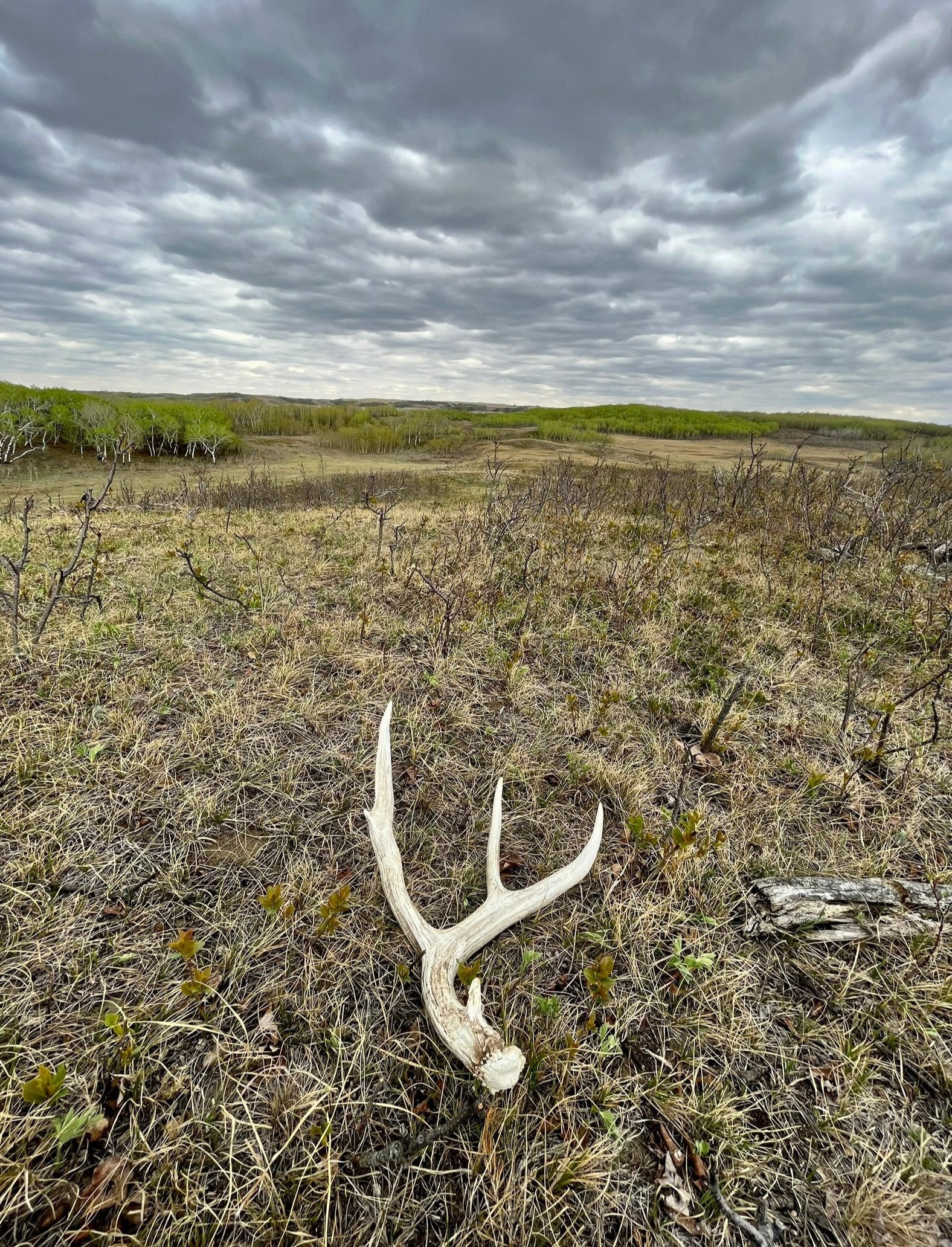 Naturally Shed Canadian Deer, Elk, and Moose Antlers – Antler Addiction