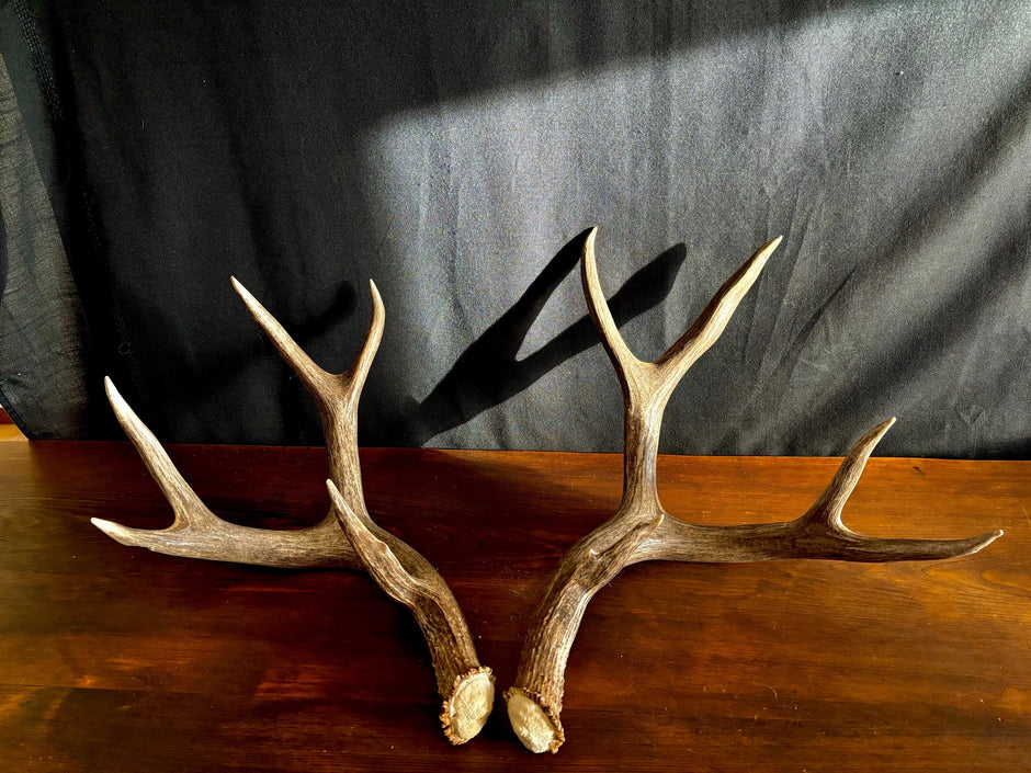 Naturally Shed Canadian Deer, Elk, and Moose Antlers – Antler Addiction