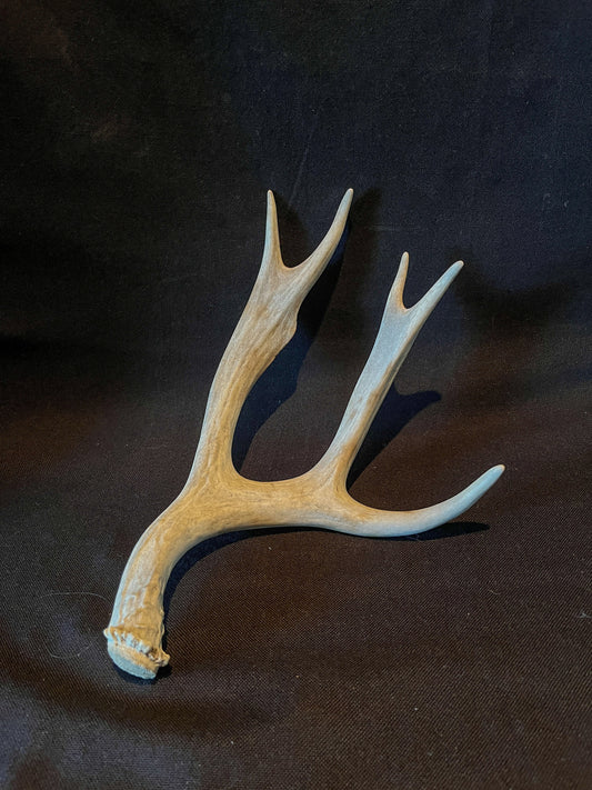 Naturally Shed Canadian Deer, Elk, and Moose Antlers – Antler Addiction